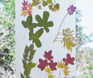 Leaf Window - Colorations®